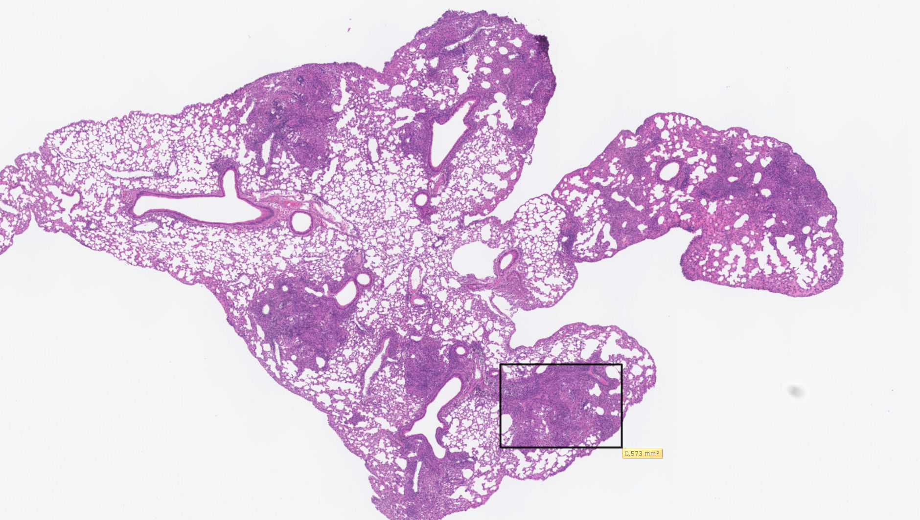 Alissa Rothchild, PhD – Rothchild Lab