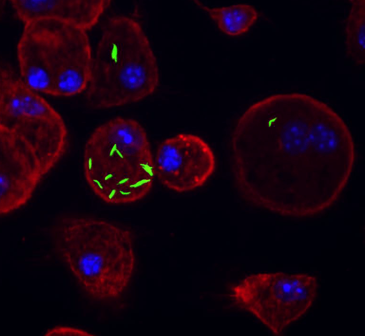 Alissa Rothchild, PhD – Rothchild Lab